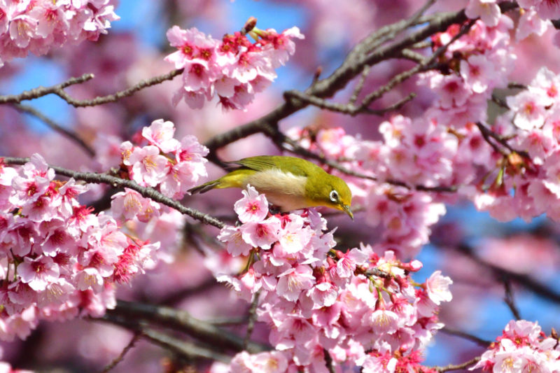 Winter Never Fails to Turn to Spring - World Tribune