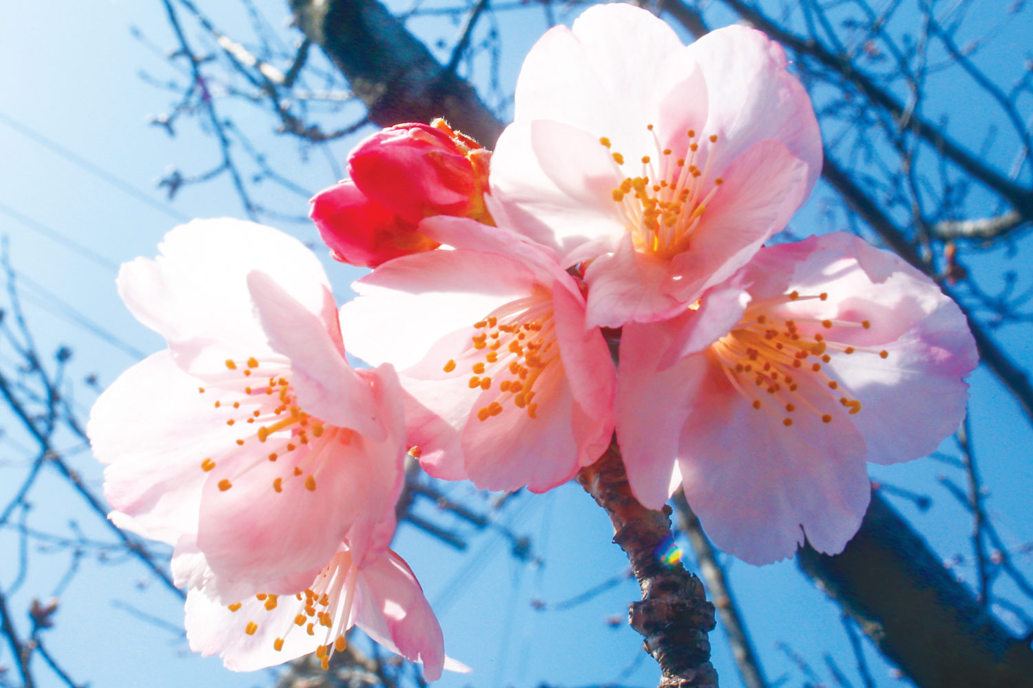 A Springtime of Hope - World Tribune