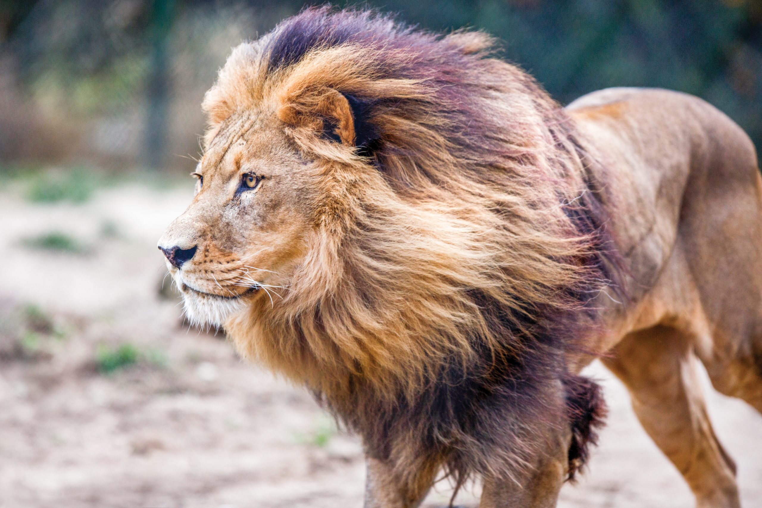 Dashing Forward With the Heart of a Lion King! - World Tribune