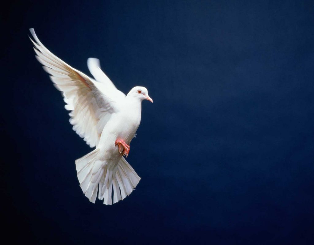 ‘Real People Choosing Real Peace’ - World Tribune