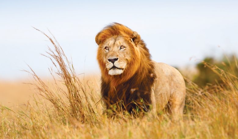 It Takes Just One Lion - World Tribune