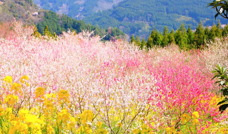 Soka: Never Being Defeated (Part 1) - World Tribune